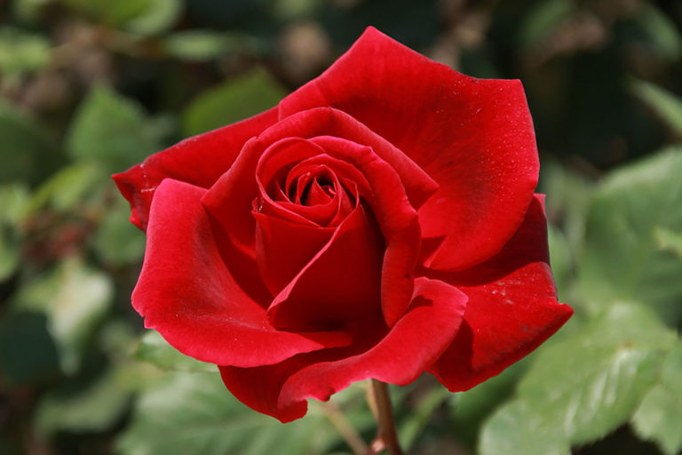 Coltivare le rose in giardino o terrazzo: guida completa